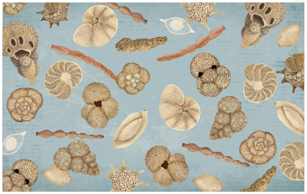 Learn About Foraminifera | before-dinosaurs.com