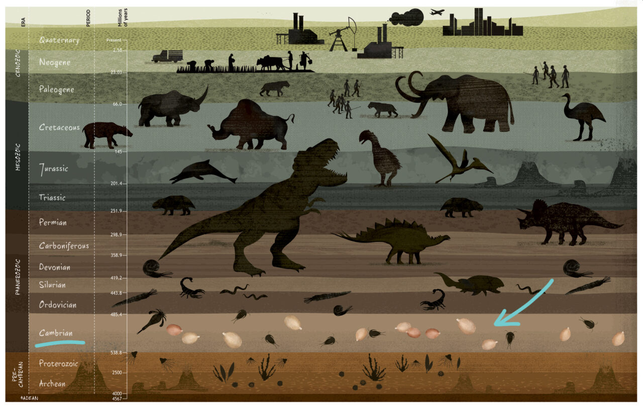 Learn About Foraminifera | before-dinosaurs.com